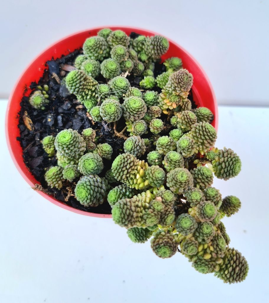 Suculenta Monanthes Polyphylla | Verde Amor Jardinagem