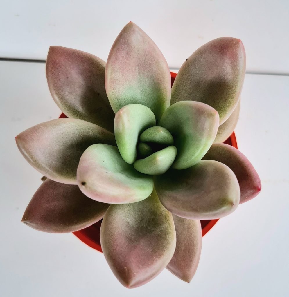 Suculenta Echeveria Pink Donna (Ruby Donna) | Verde Amor Jardinagem