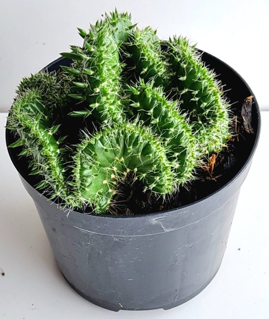 Cacto Cylindropuntia lanceolata cristata- (Cérebro Verde) | Verde Amor ...