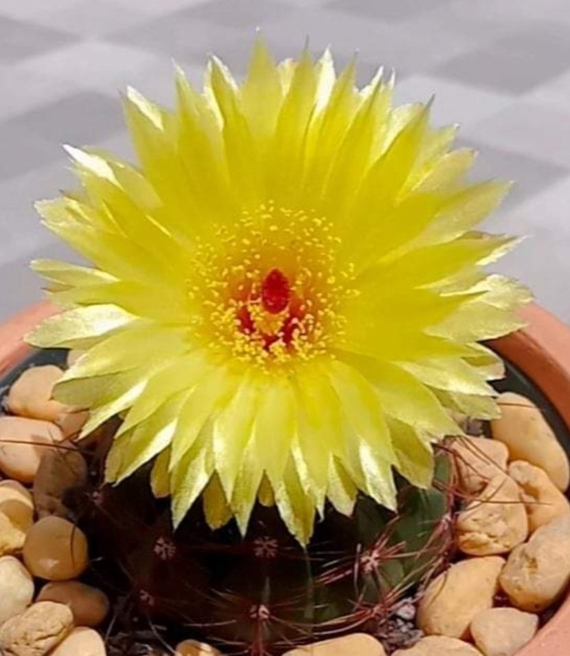 Cacto Parodia Ottonis | Verde Amor Jardinagem